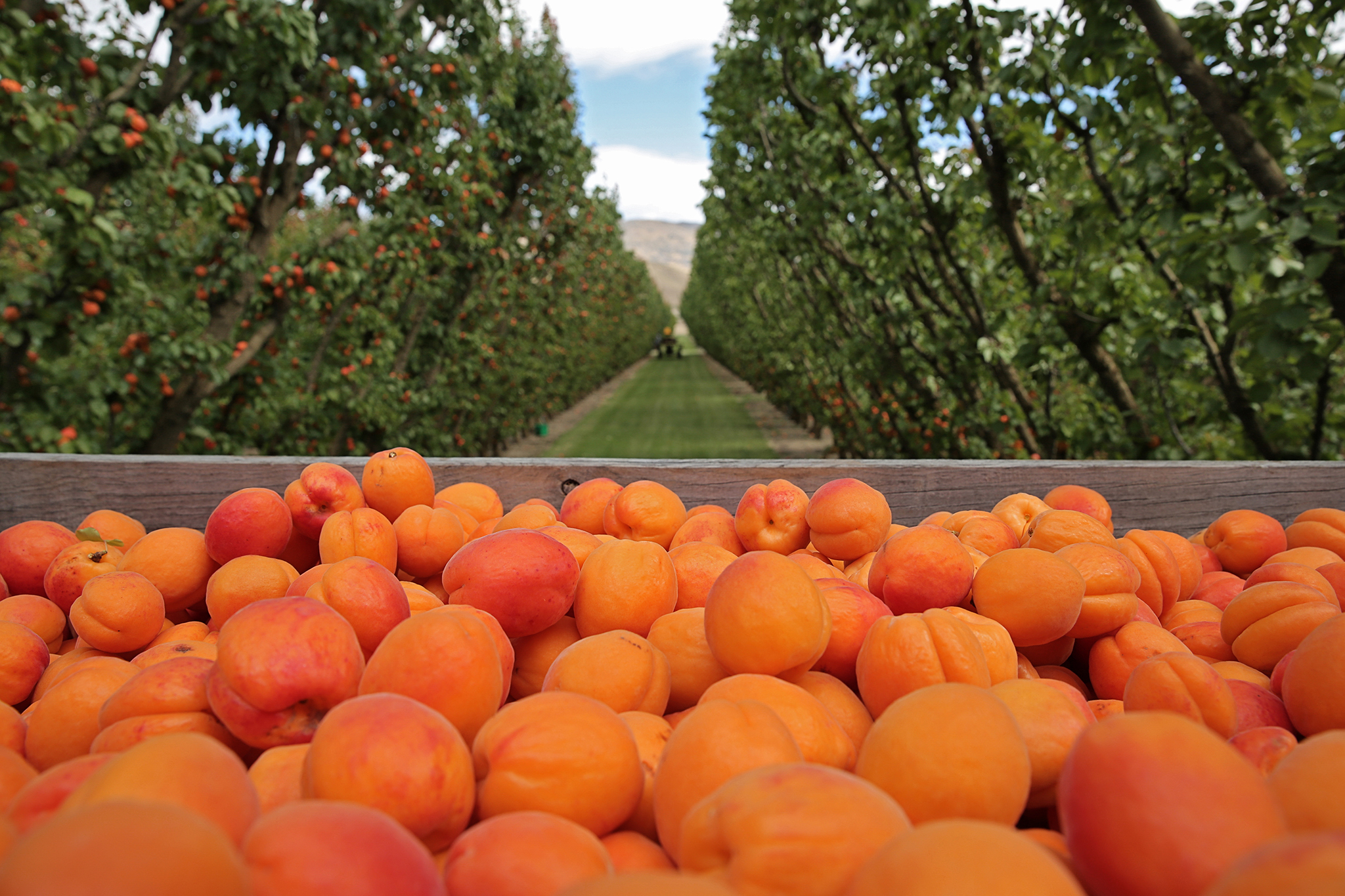 Springvale (East) | Lifestyle Villa - Aurum on Clutha